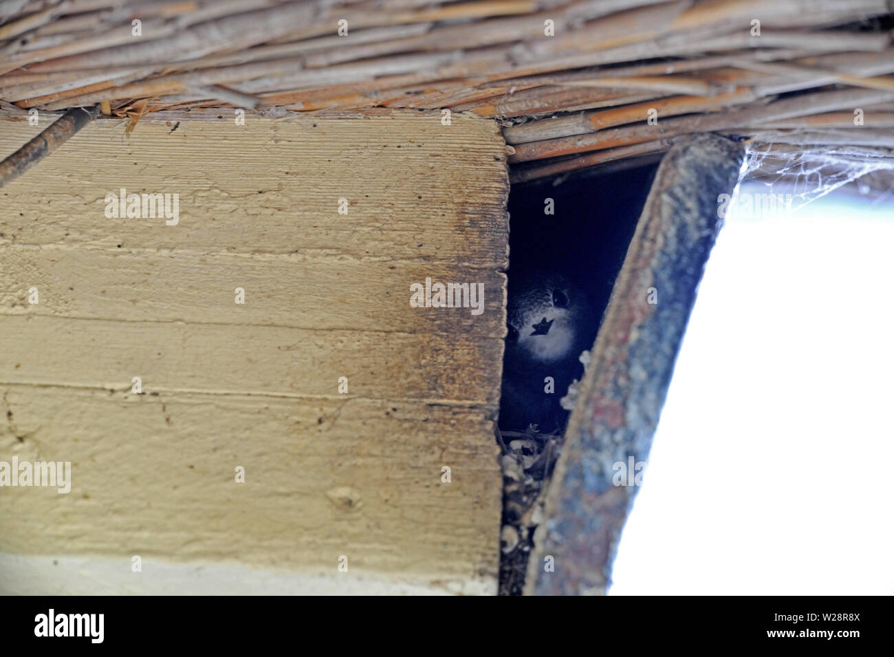 Apus apus chick hi-res stock photography and images - Alamy