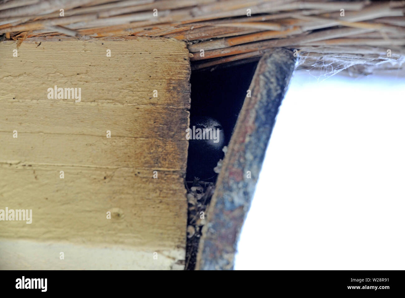 Apus apus chick hi-res stock photography and images - Alamy