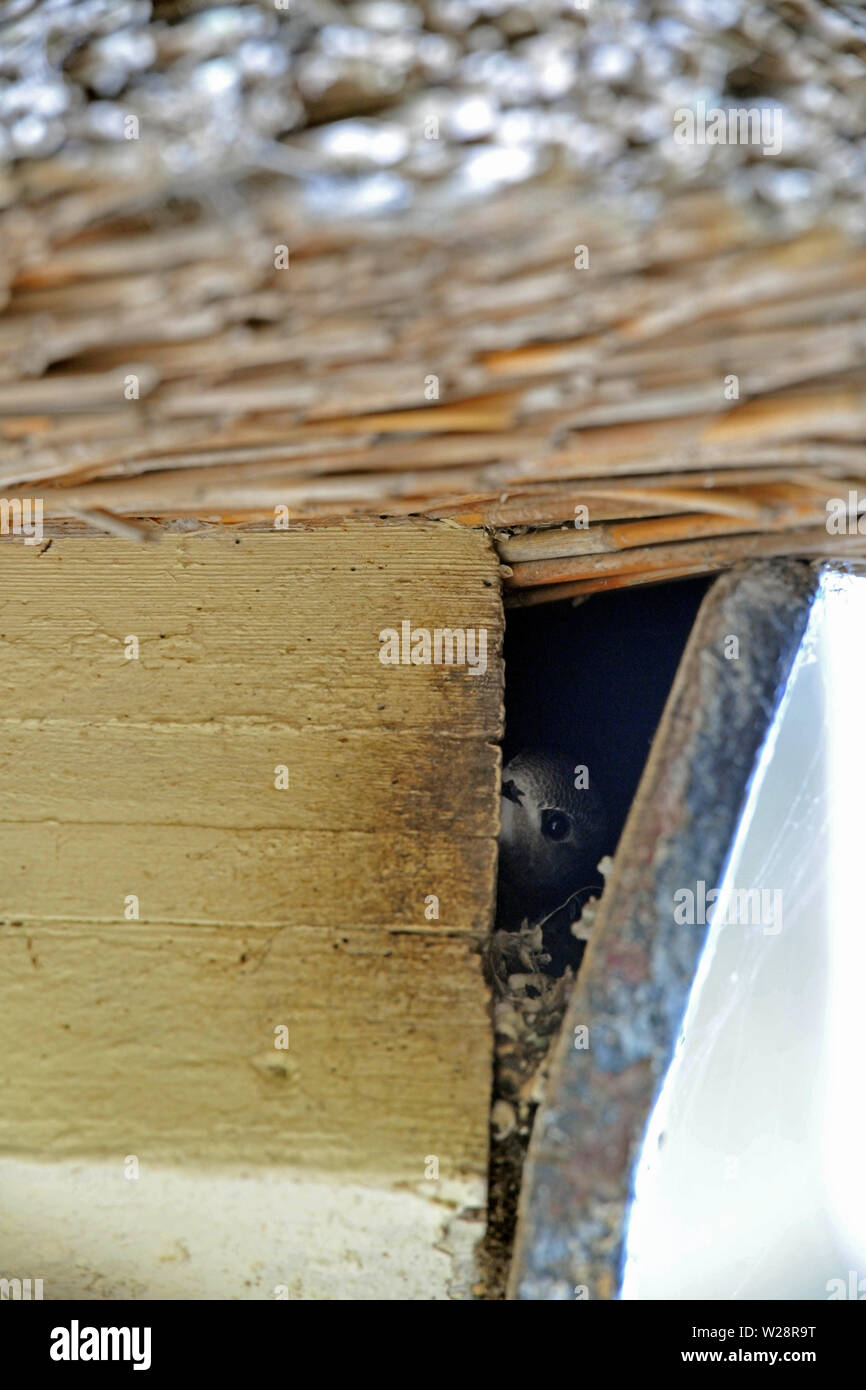 Apus apus chick hi-res stock photography and images - Alamy