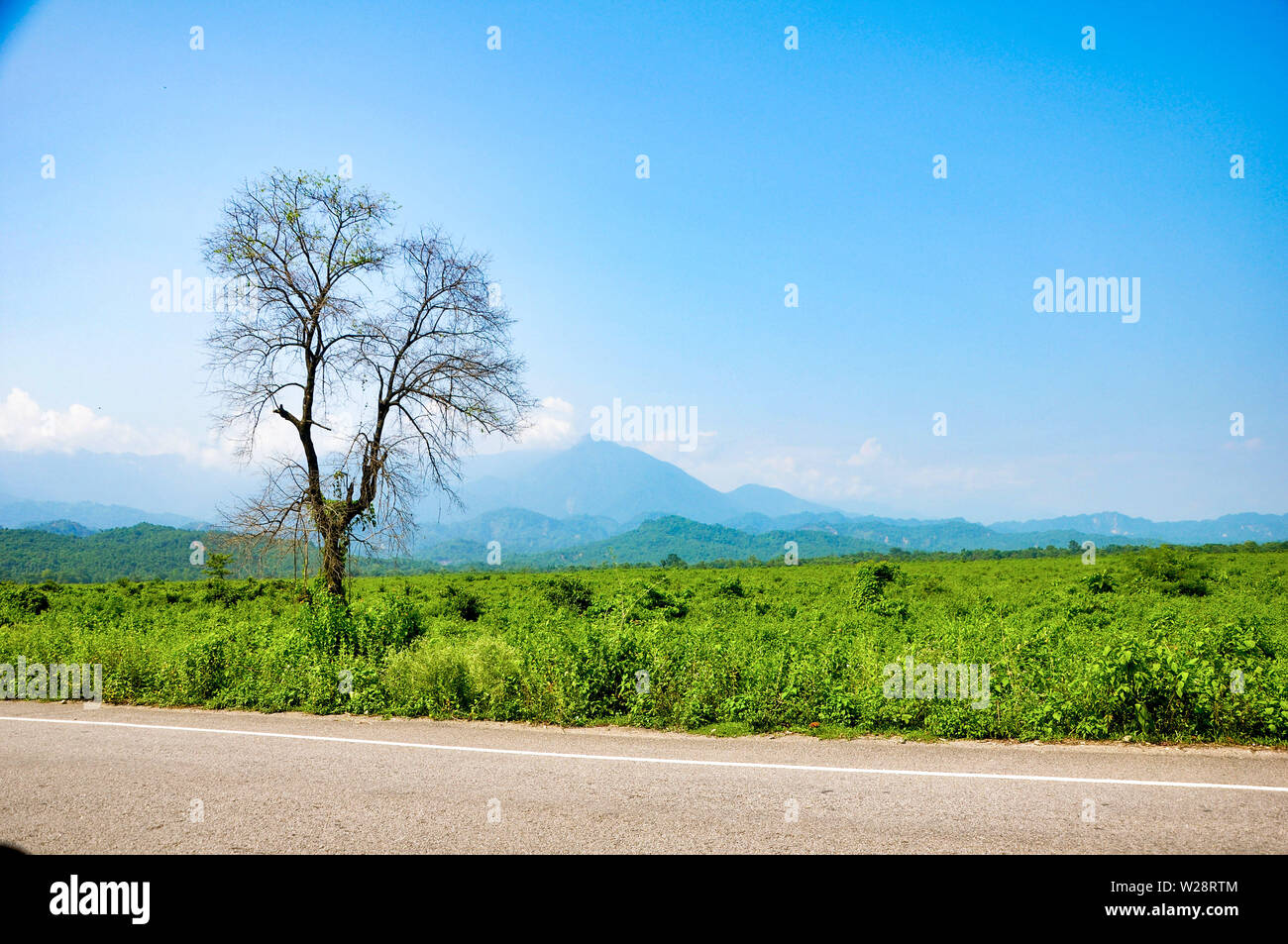 Greenery road side view hi-res stock photography and images - Alamy