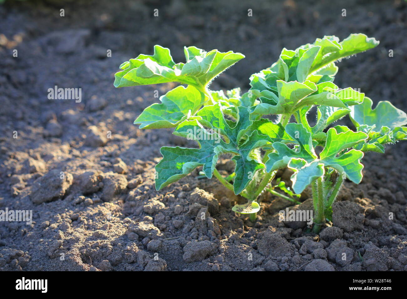 young watermelon seedlings growing on the vegetable bed Stock Photo - Alamy