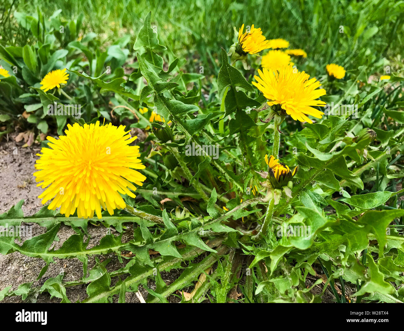 Yellow dandelions with green leaves grow on ground Stock Photo - Alamy