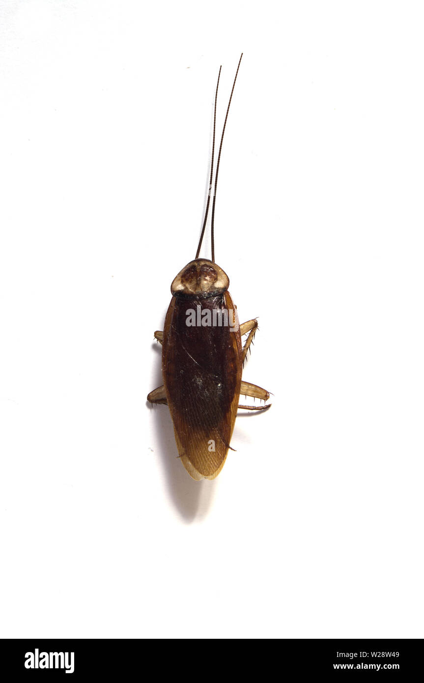 Cockroach face hi-res stock photography and images - Alamy