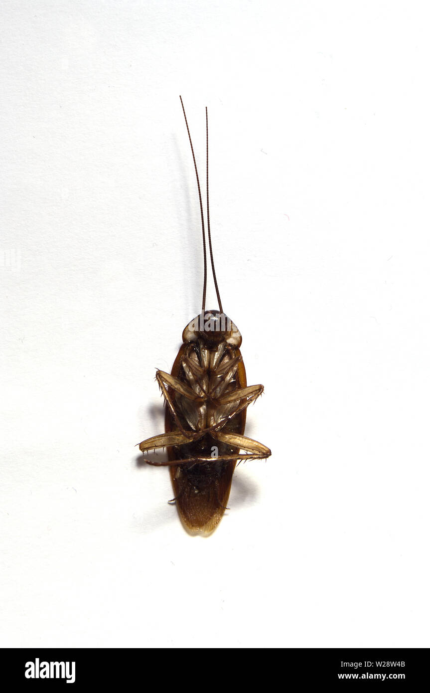 Cockroach face hi-res stock photography and images - Alamy
