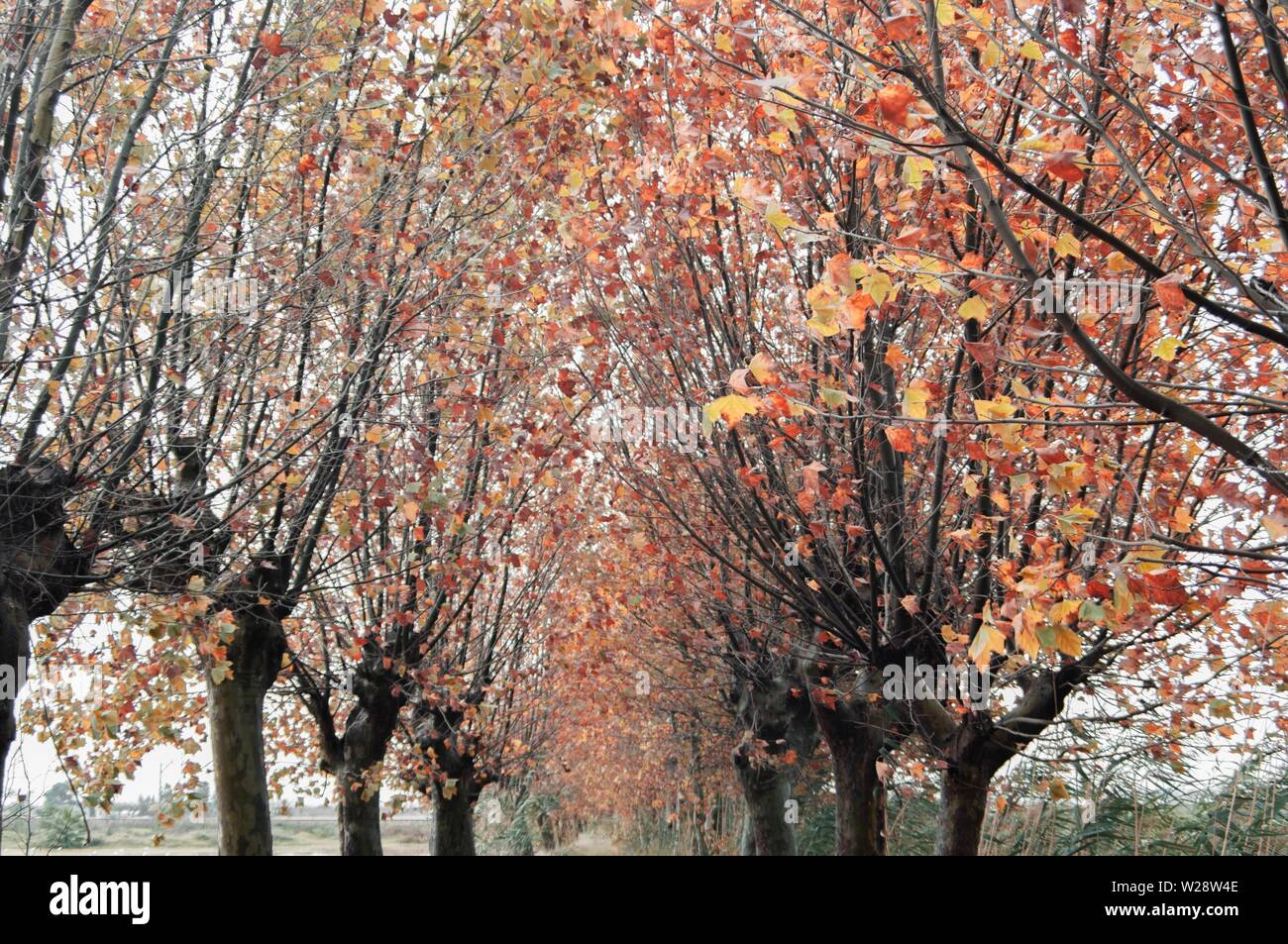 Walking way between trees hi-res stock photography and images - Alamy