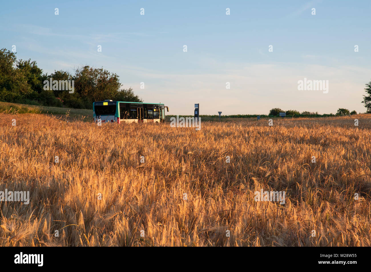 Bus stop in the countryside in the middle of a wheat field in summer ...