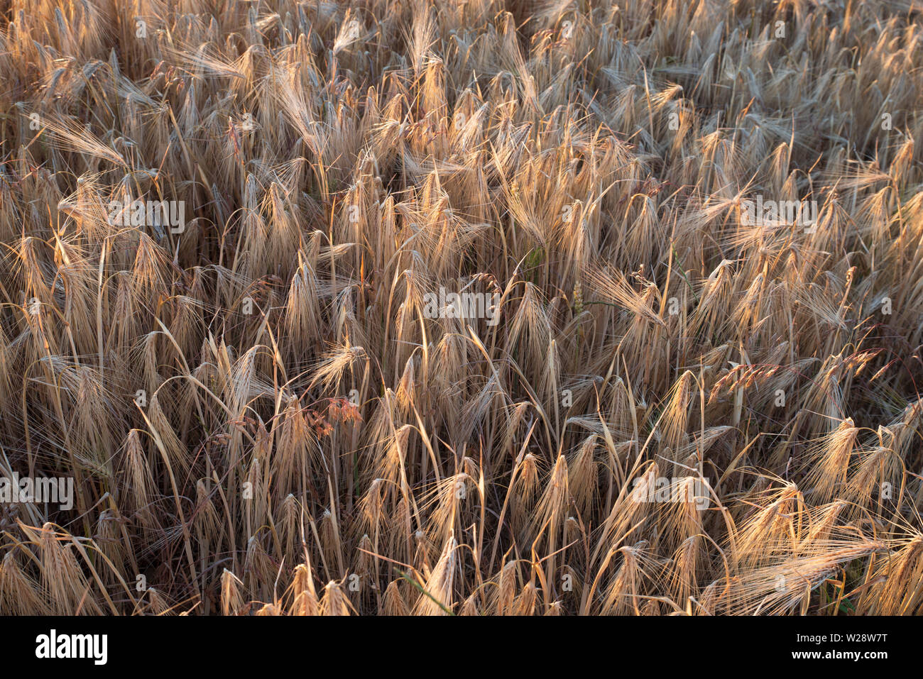 Texture of a wheat field Stock Photo - Alamy