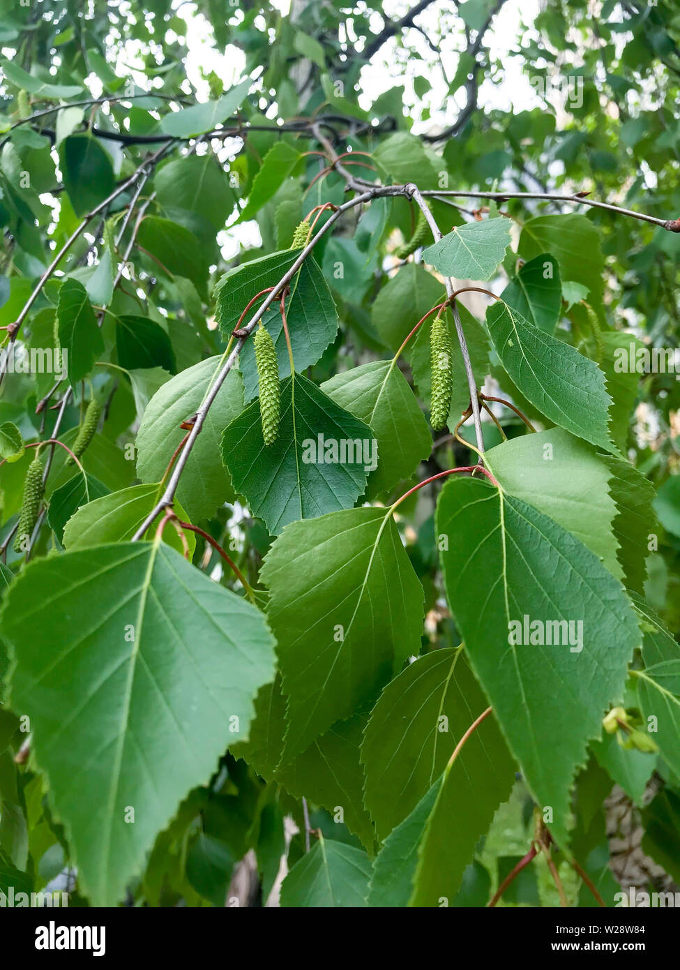 Isolated branch birch leaves hi-res stock photography and images - Alamy