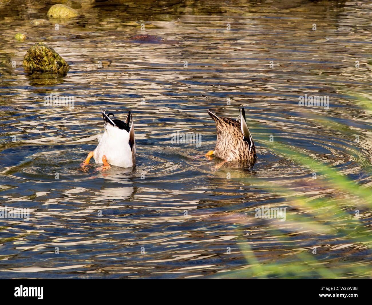 synchronized swimming of two nice ducks Stock Photo - Alamy