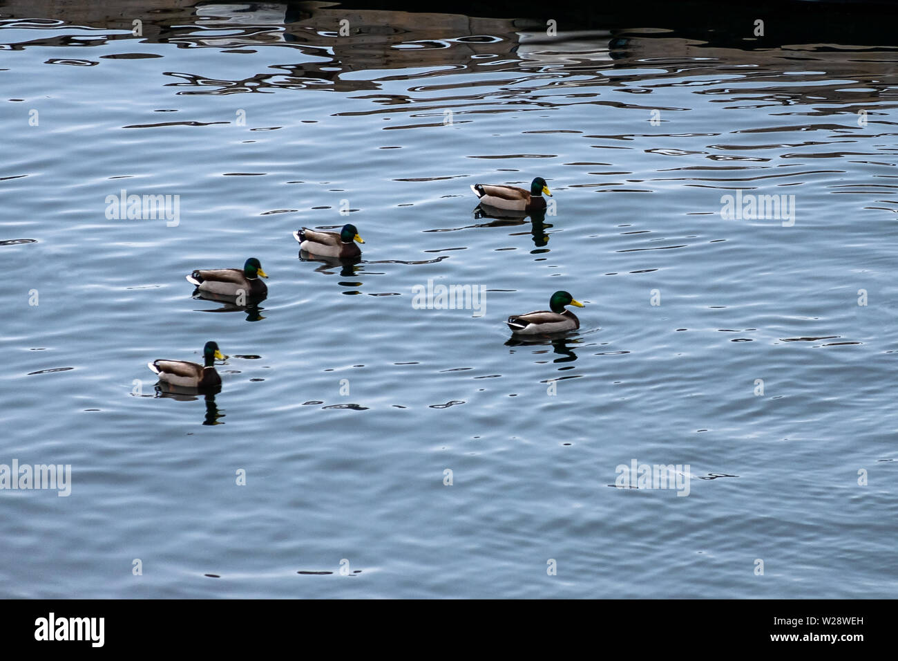 Herd of Dabbling duck floating on sea in winter Stock Photo - Alamy