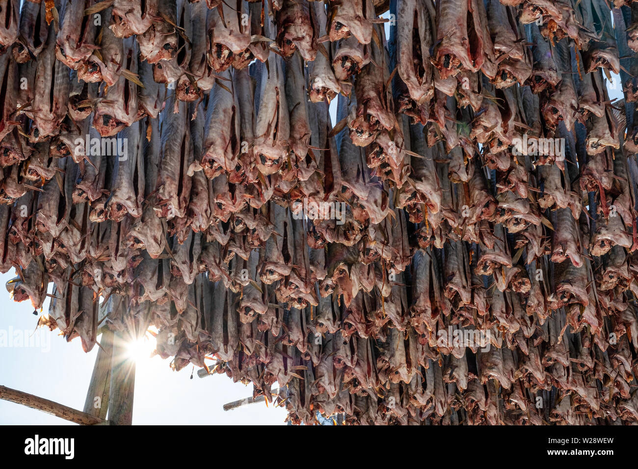 Cod fish headless drying on wooden racks. Traditional food in lofoten ...