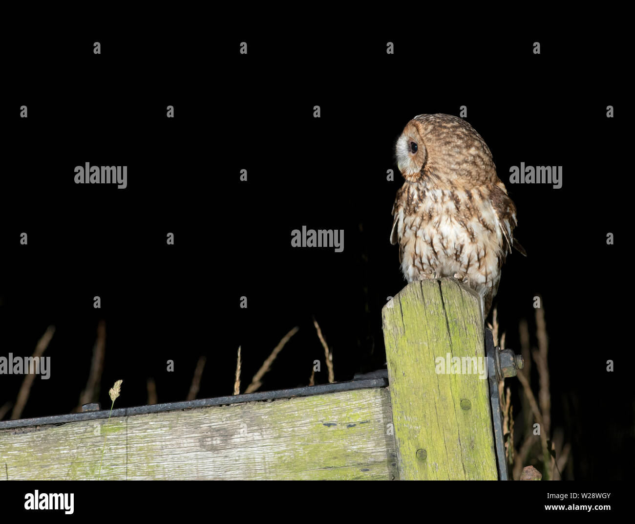Tawny owl perched on gate hi-res stock photography and images - Alamy