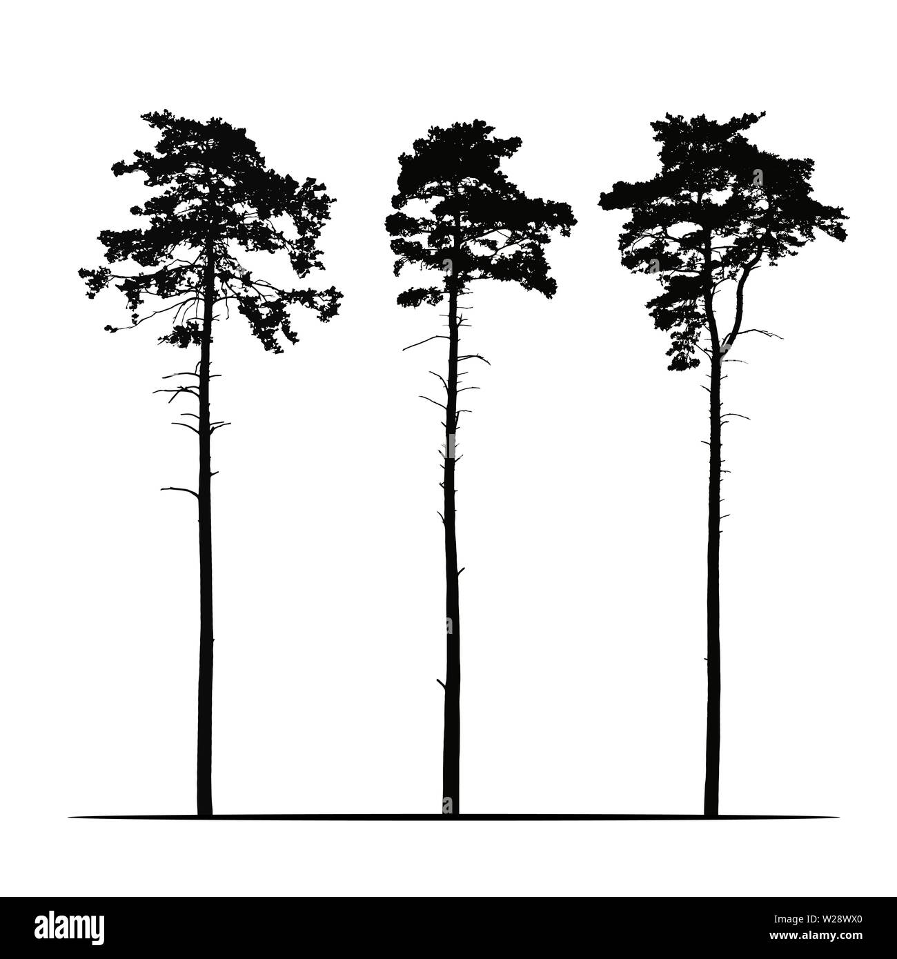 Set Realistic illustration of tall coniferous pine trees. Isolated on ...