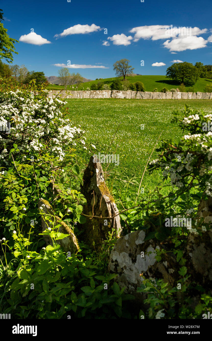 UK, Cumbria, Hawkshead, gap in hedge revealing stone flag fenced field ...