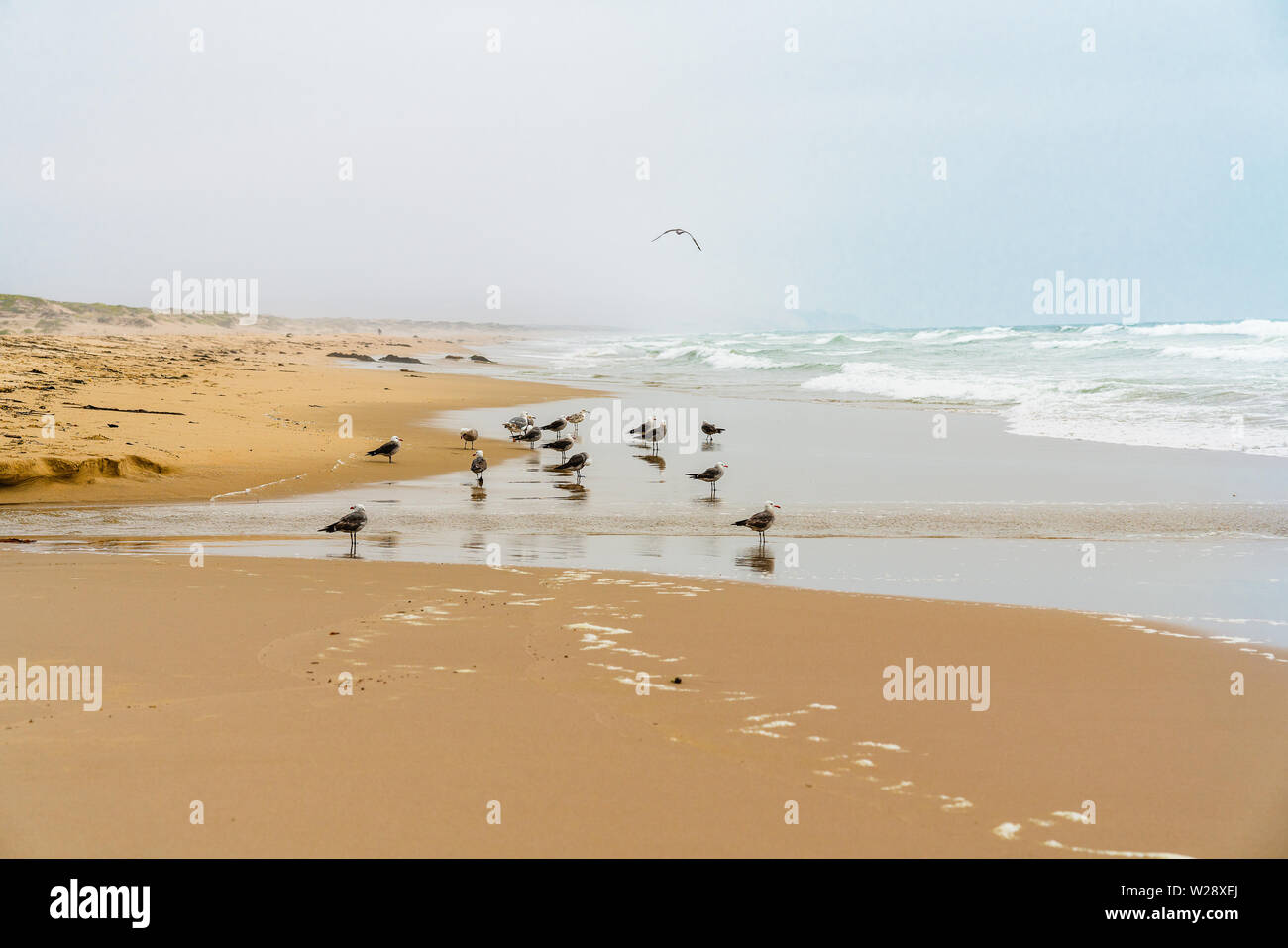 Flock of Birds on the Beach, Pacific Ocean, California Stock Photo - Alamy