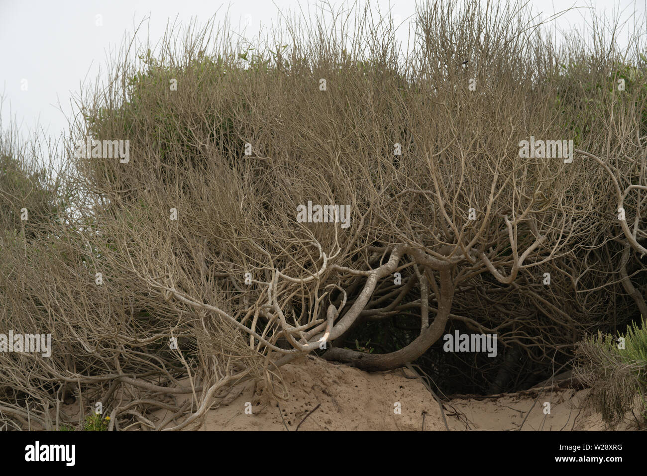 Trip Through Natural Habitats for Viewing Flora and Fauna. Oso Flaco ...