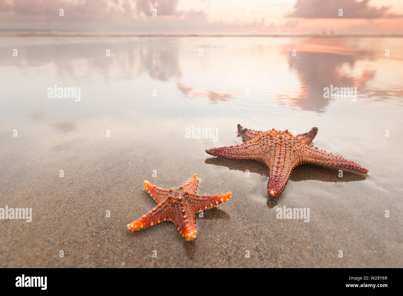 Two starfish on sea beach at sunset, Bali, Seminyak, Double six beach ...