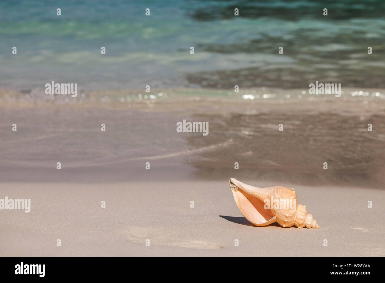 One big seashell on tropical beach close-up Stock Photo - Alamy
