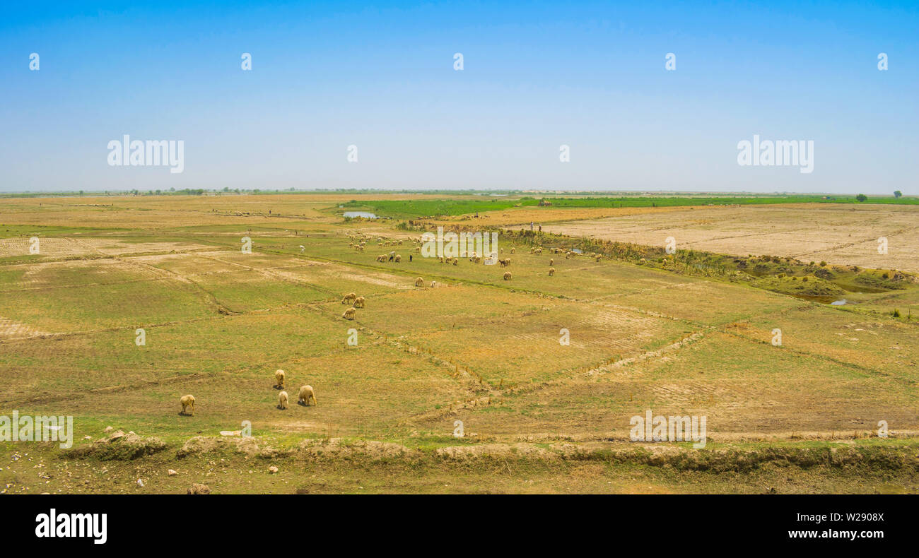 Sheep livestock pakistan hi-res stock photography and images - Alamy