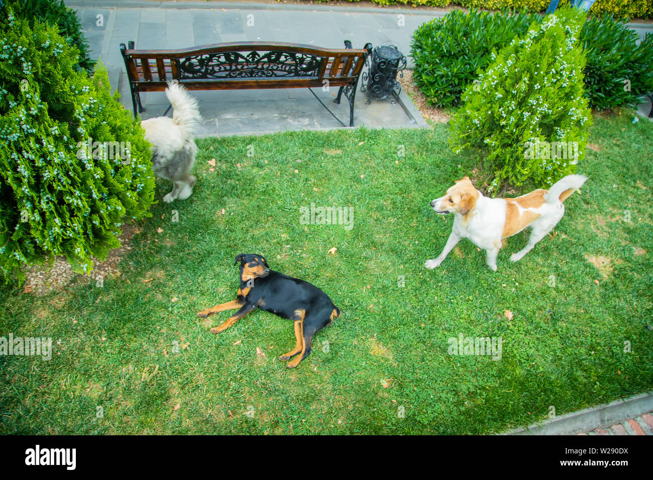 Stray dogs in the park. Selective focus. nature Stock Photo - Alamy
