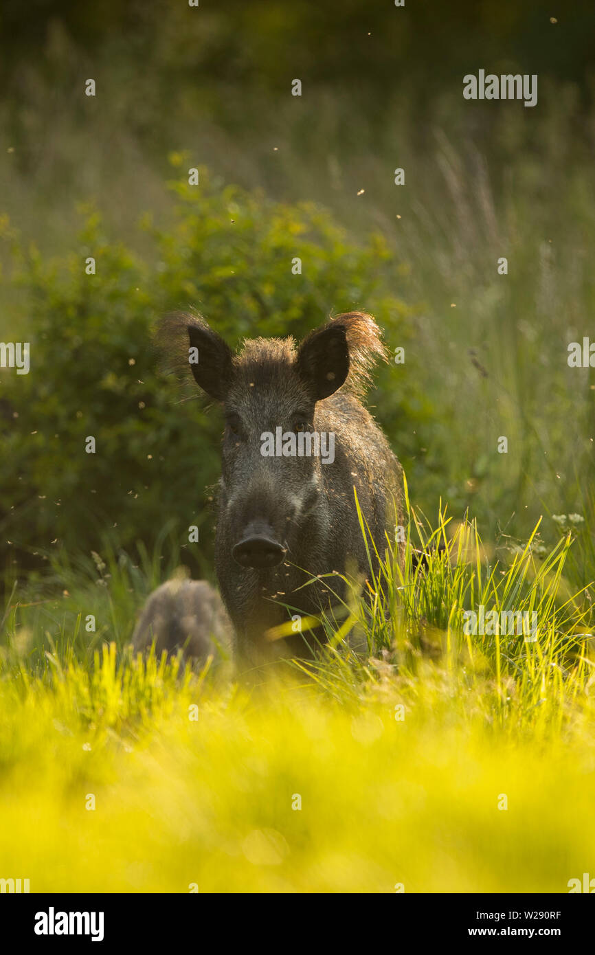 Female Wild boar (Sus scrofa Stock Photo - Alamy