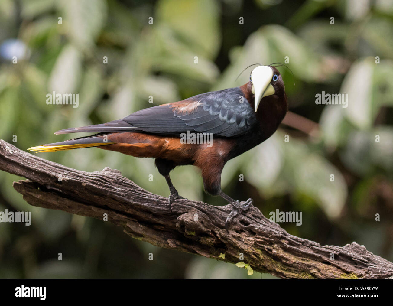Chestnut headed oropendola hi-res stock photography and images - Alamy