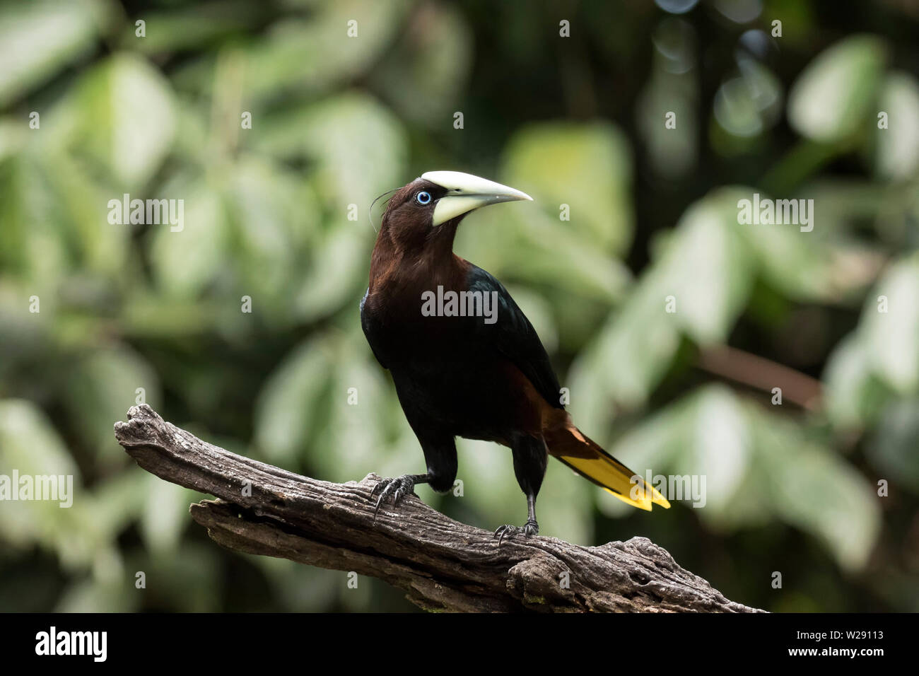 Chestnut headed oropendola hi-res stock photography and images - Alamy