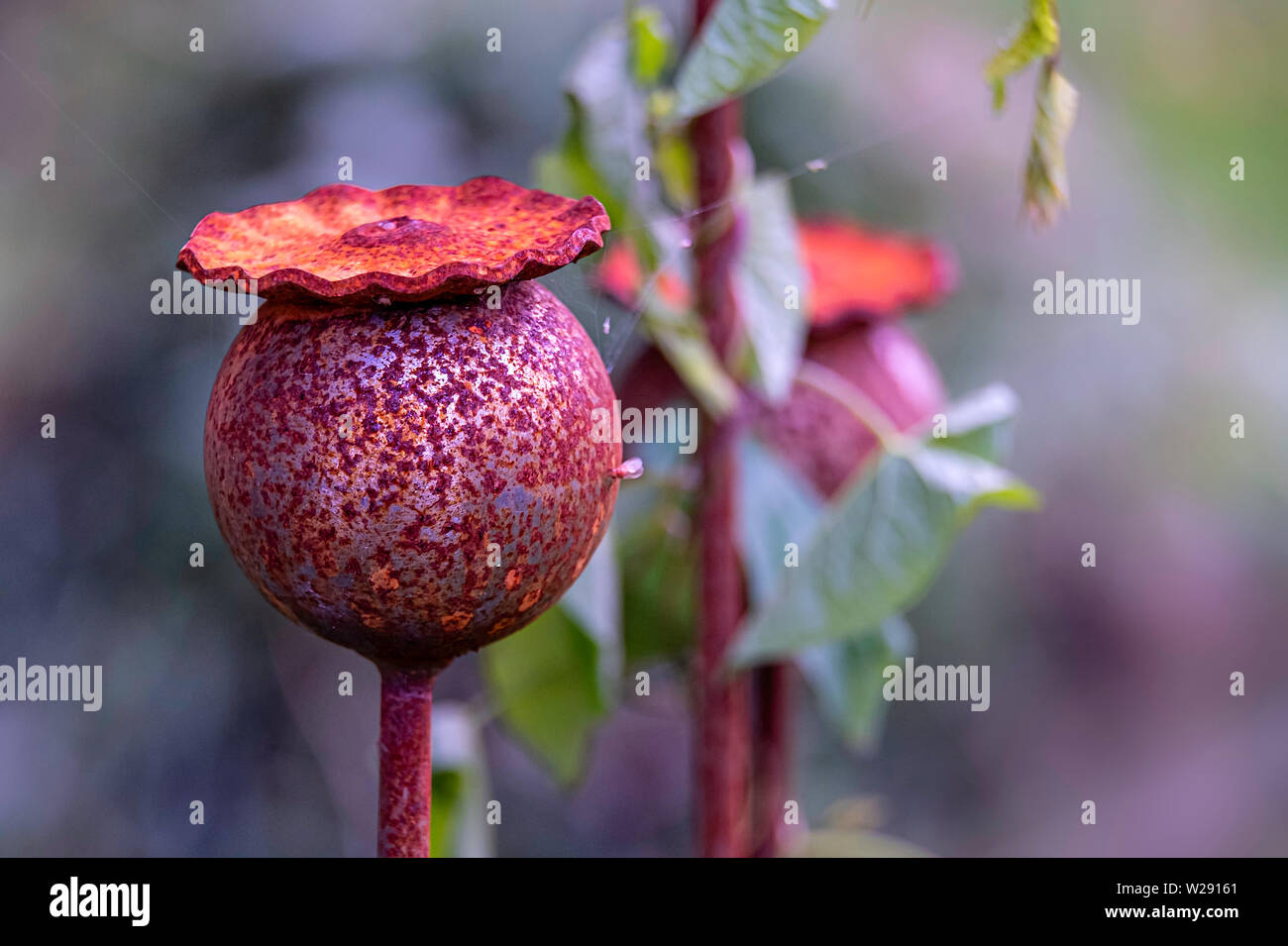 Little group of steel sculptured poppies used in the garden as a view ...
