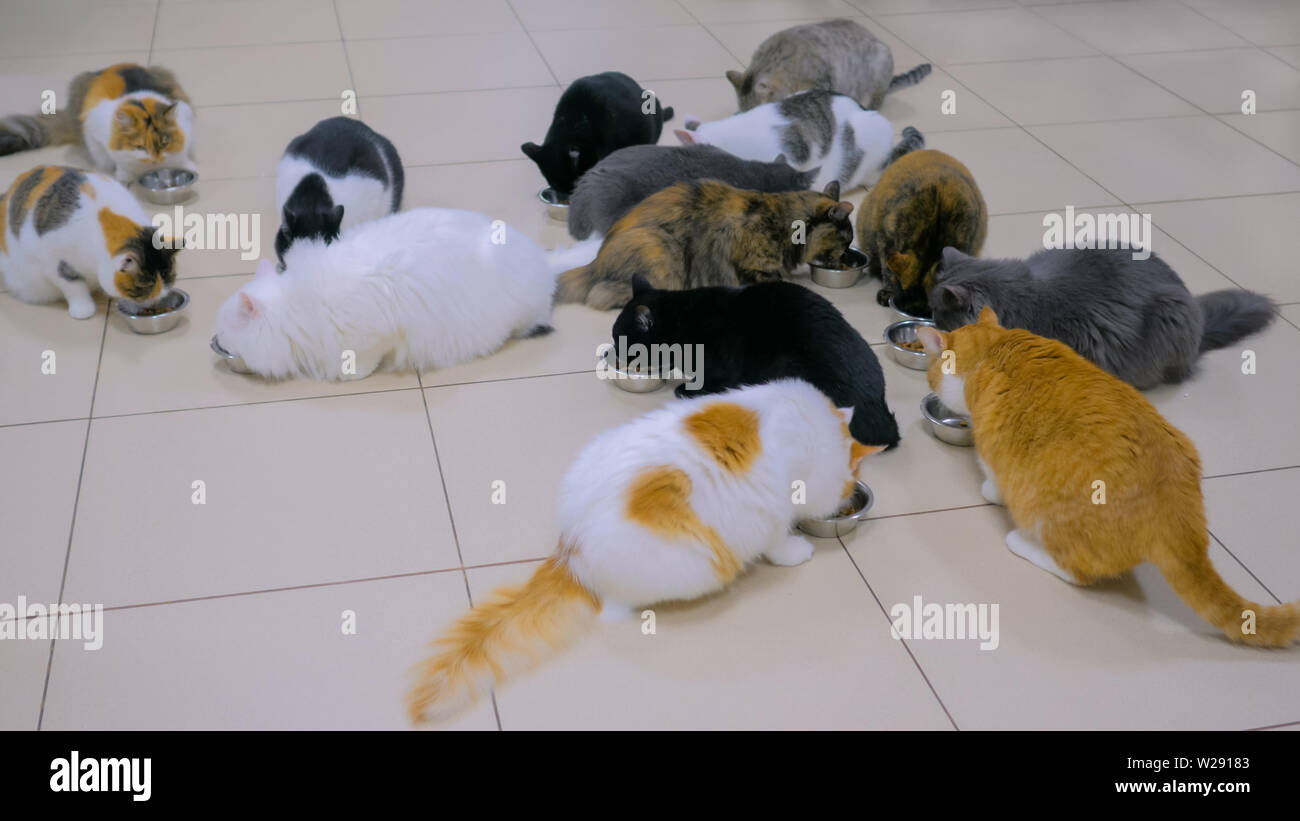 Group of cats at home hi-res stock photography and images - Alamy