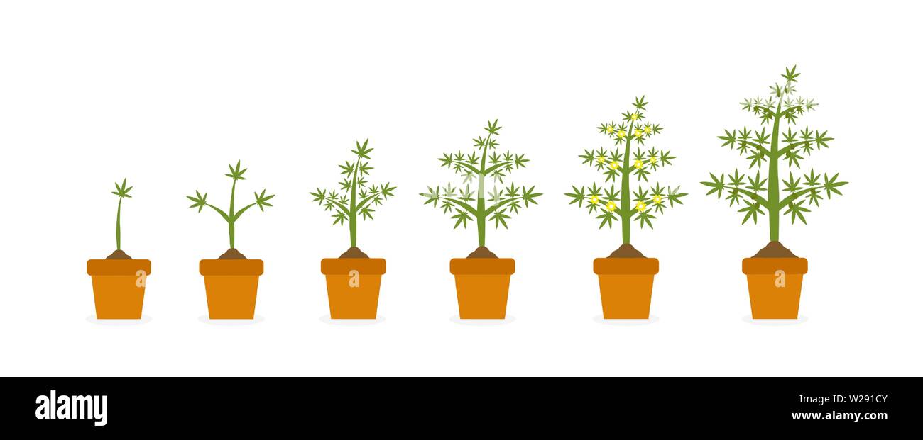 Seed Growth Stages High Resolution Stock Photography and Images - Alamy