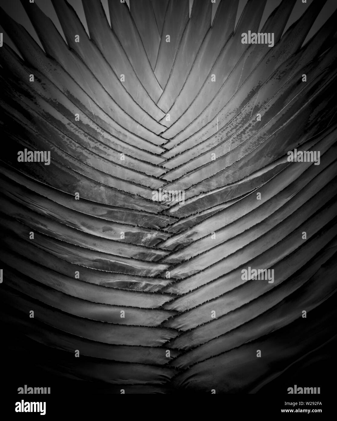 Black and White Palm Fronds Background Stock Photo - Alamy
