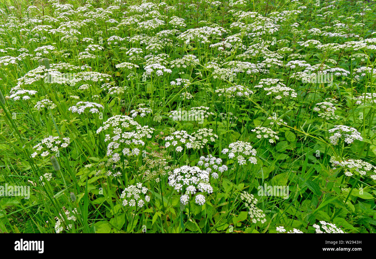 SPEYSIDE WAY SCOTLAND WHITE FLOWERS AND LEAVES OF THE WILD GROUND ELDER ...