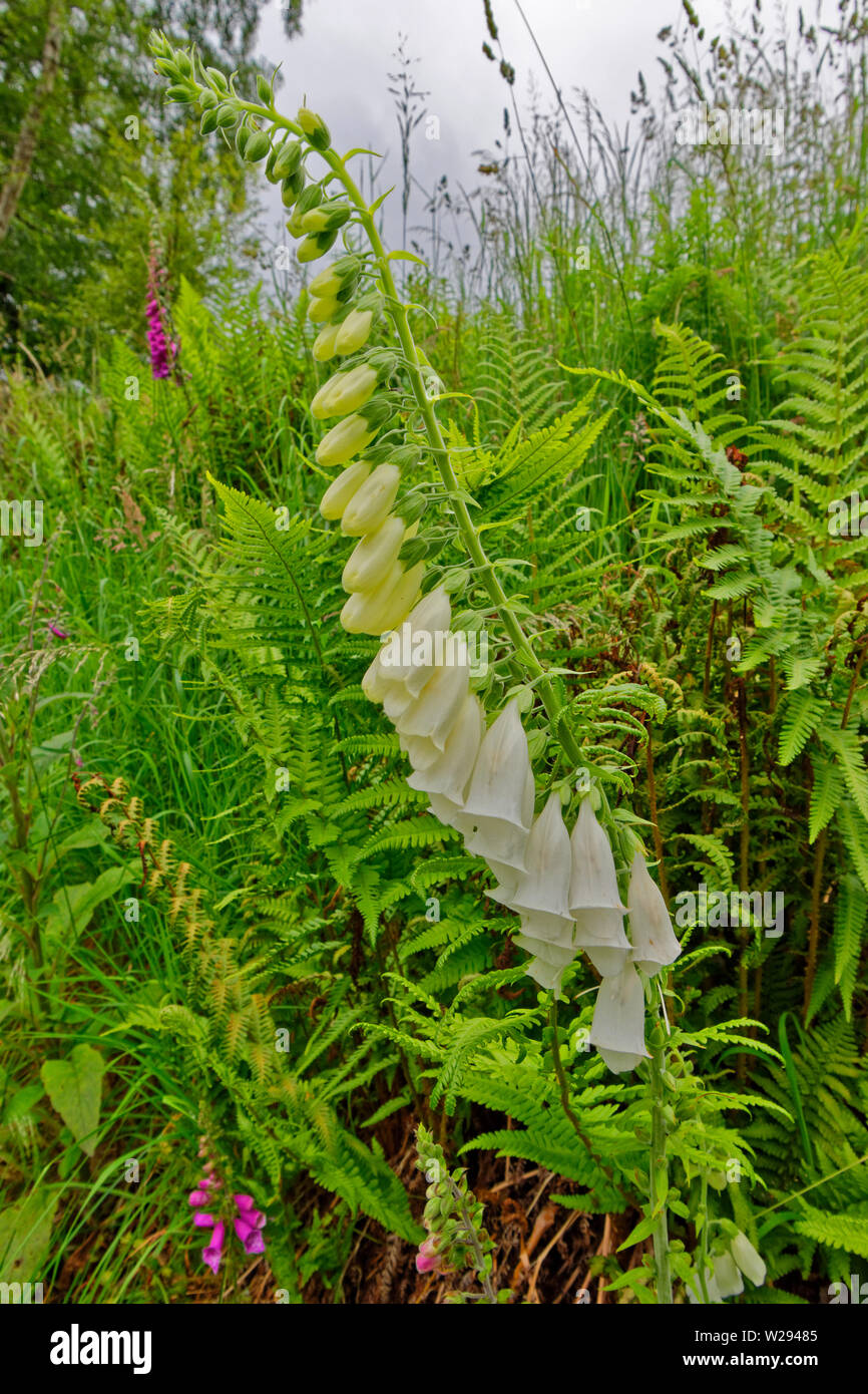 Foxglove stem background hi-res stock photography and images - Alamy