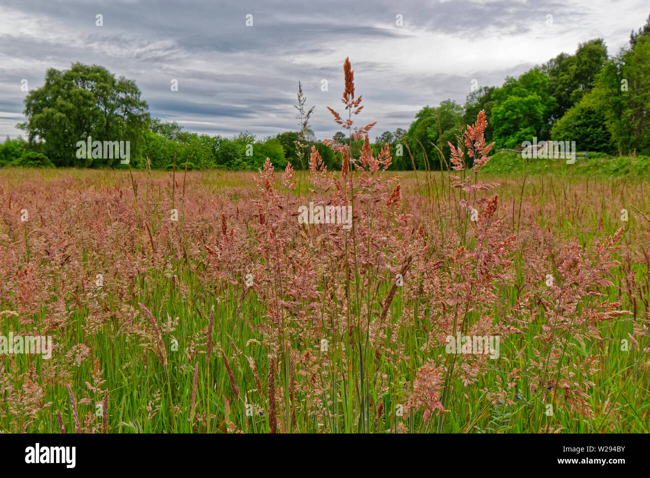 SPEYSIDE WAY SCOTLAND WILD GRASSES PINK FLOWERS OF YORKSHIRE FOG GRASS ...