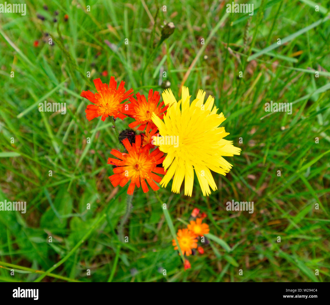 Yellow fox and cubs wildflower hi-res stock photography and images - Alamy