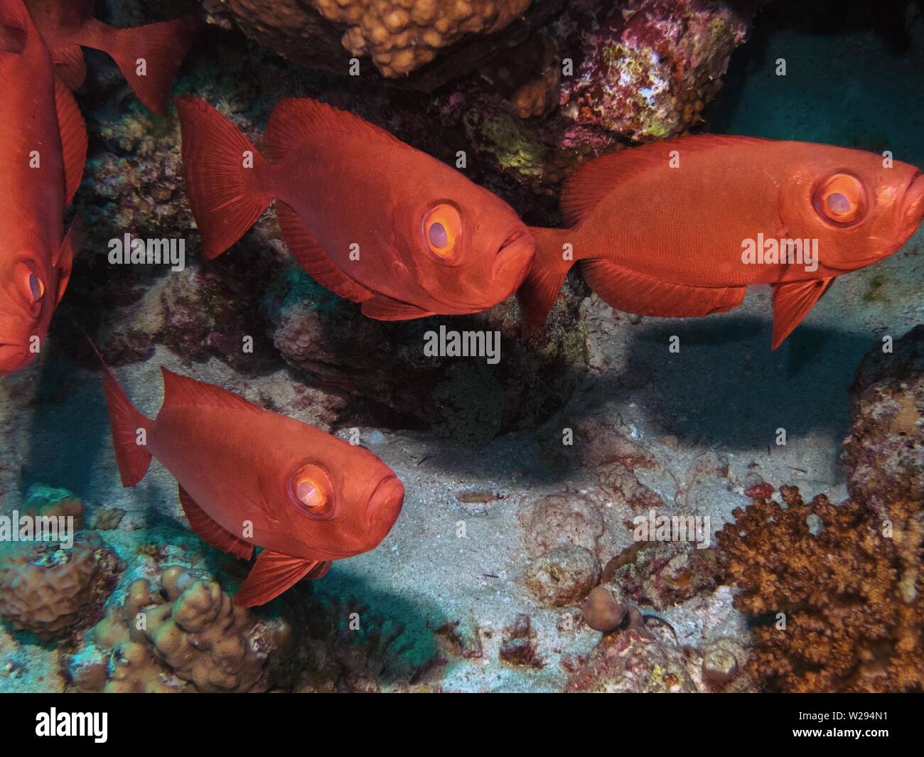 Lunartail Bigeyes (Priacanthus hamrur) close to the shelter of a coral ...
