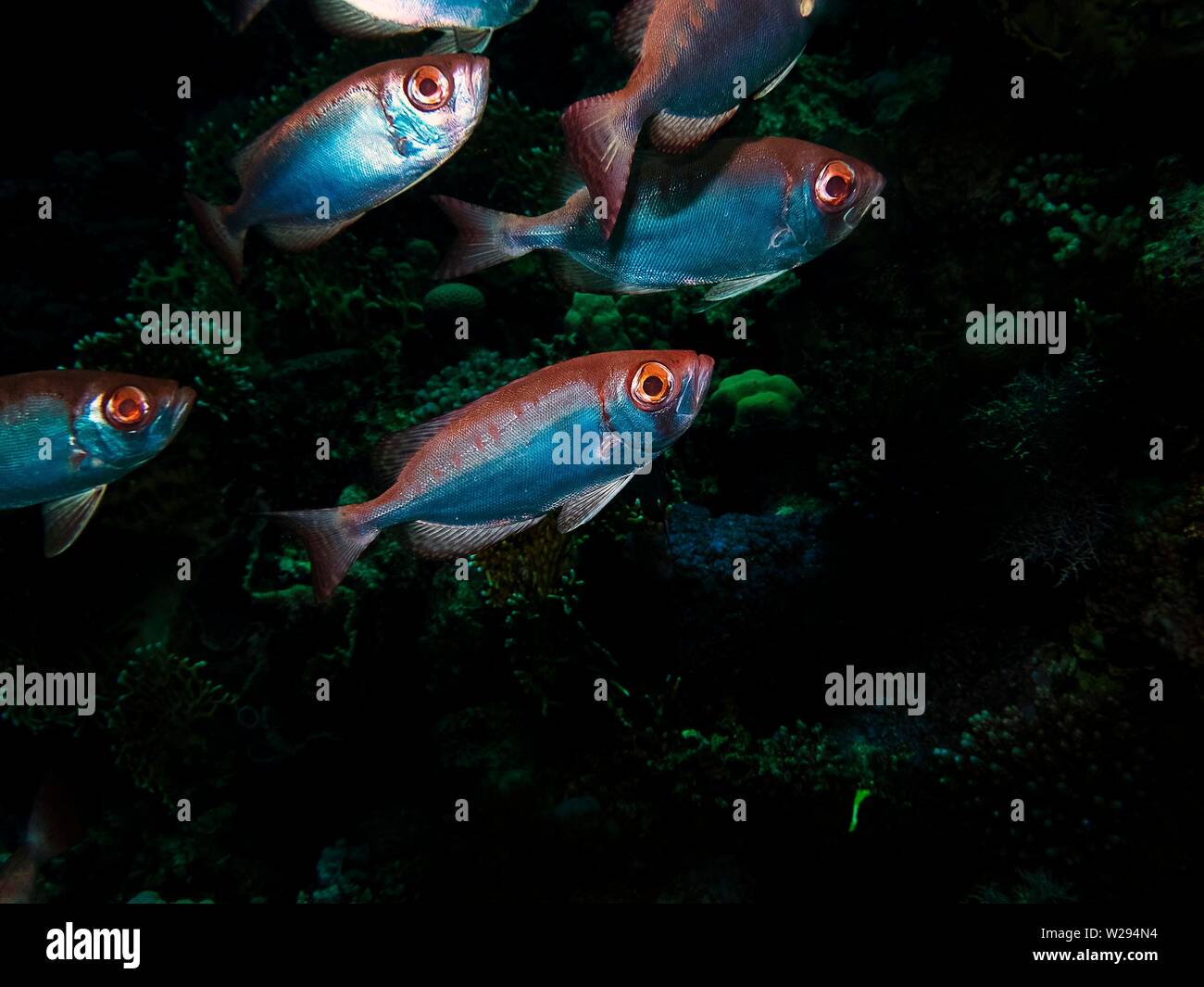 Lunartail Bigeyes (Priacanthus hamrur) close to the shelter of a coral ...