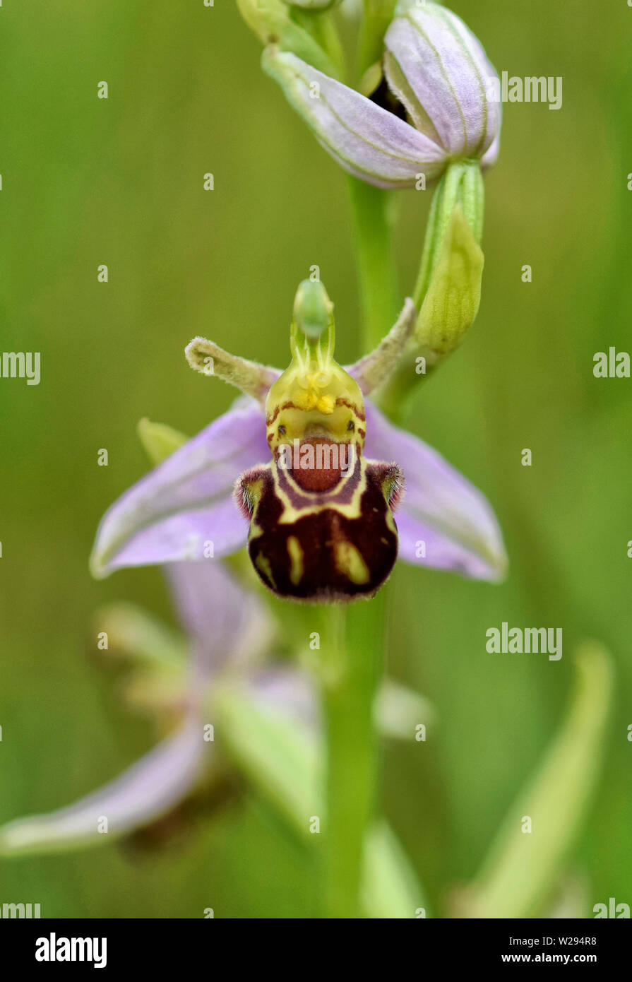 Bee Orchid, Ophrys apifera Stock Photo - Alamy