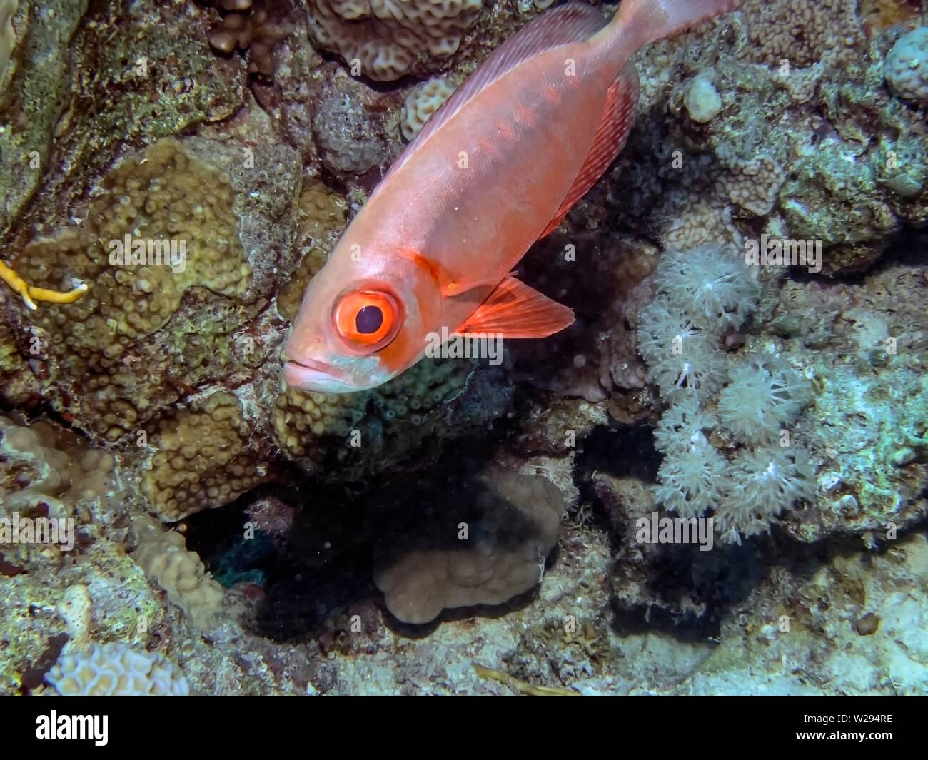 Lunartail Bigeyes (Priacanthus hamrur) close to the shelter of a coral ...
