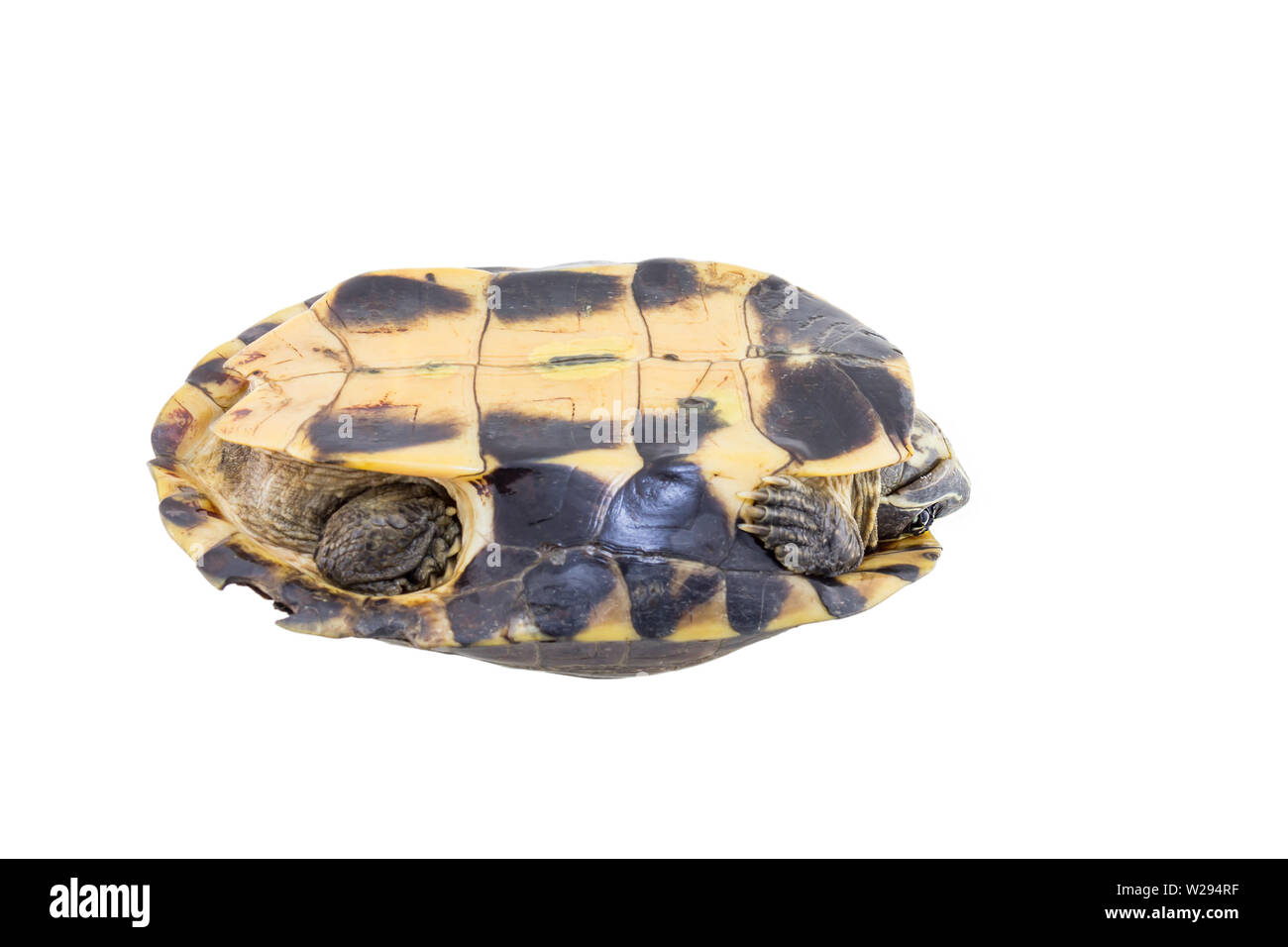 Turtle isolated on a white background Stock Photo - Alamy