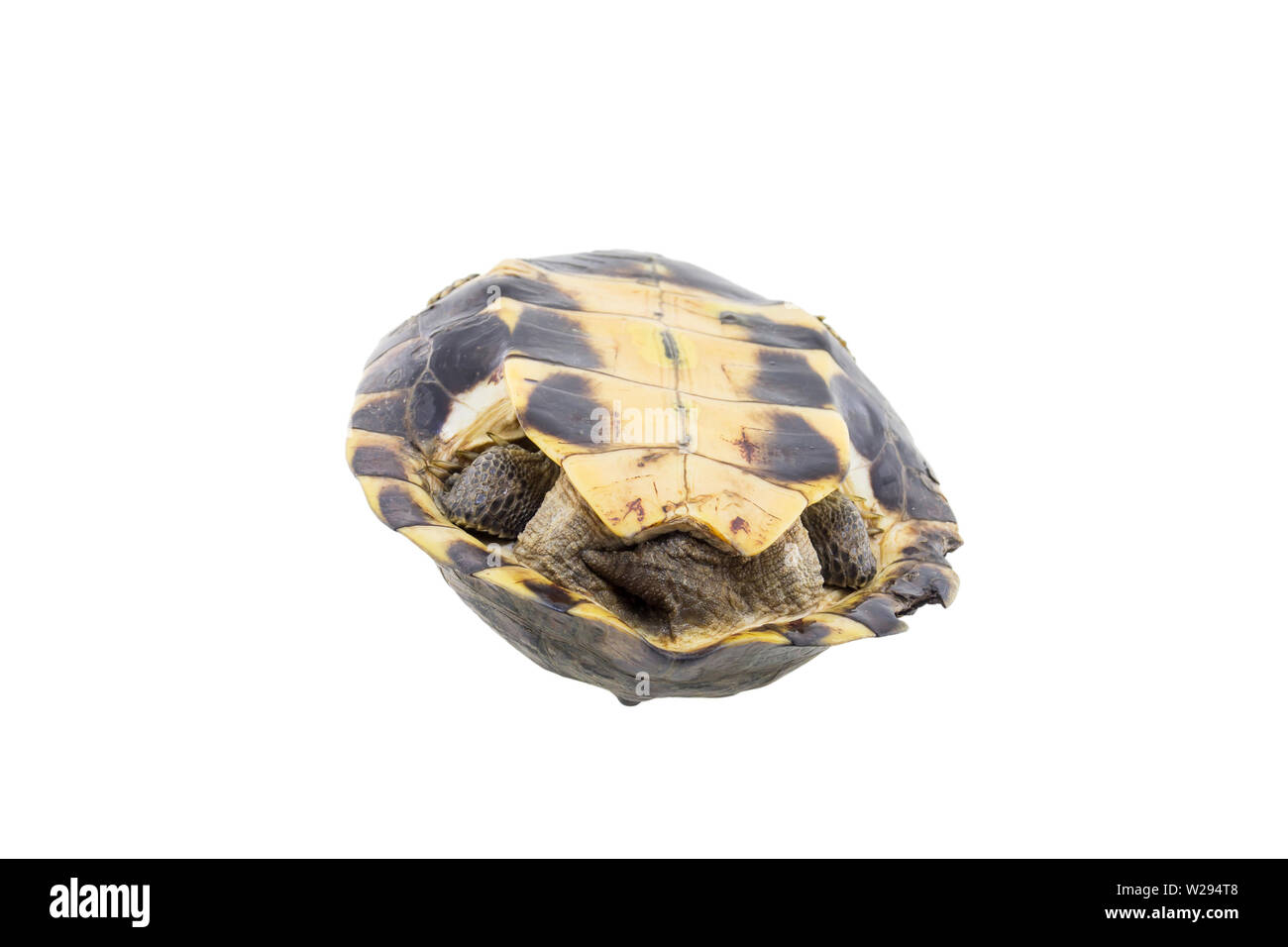 Turtle isolated on a white background Stock Photo - Alamy