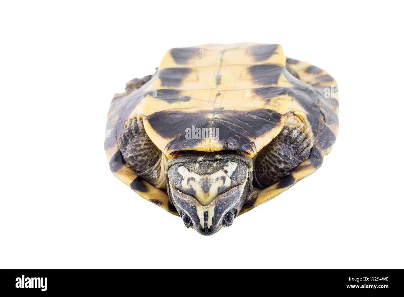 Turtle isolated on a white background Stock Photo - Alamy