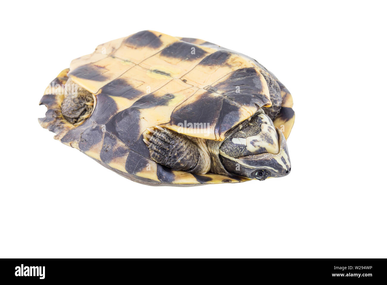 Turtle isolated on a white background Stock Photo - Alamy