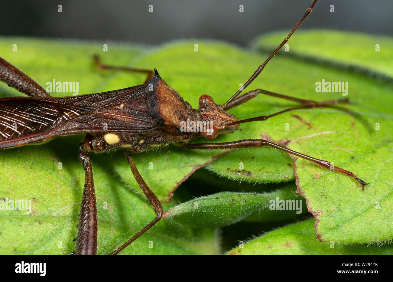 Macro Photography of Assassin Bug Green Leaf Stock Photo - Alamy