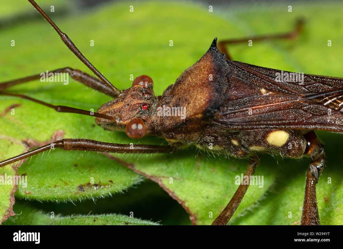 Macro Photography of Assassin Bug Green Leaf Stock Photo - Alamy