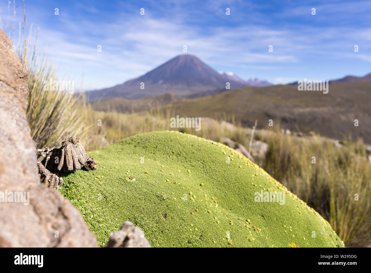 Puna grassland hi-res stock photography and images - Alamy