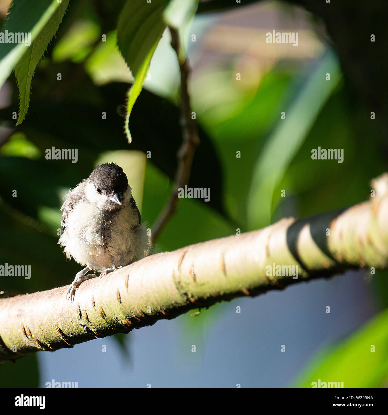 A Rather Scruffy Looking Great Tit Fledgling Perching on a Cherry Tree ...