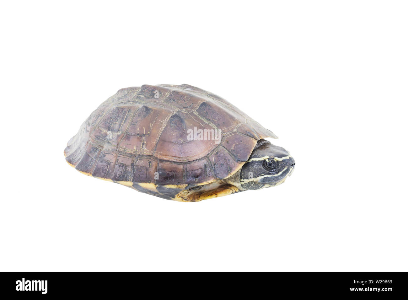 Turtle isolated on a white background Stock Photo - Alamy