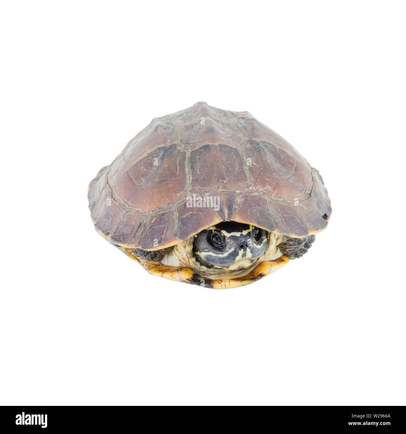 Turtle isolated on a white background Stock Photo - Alamy