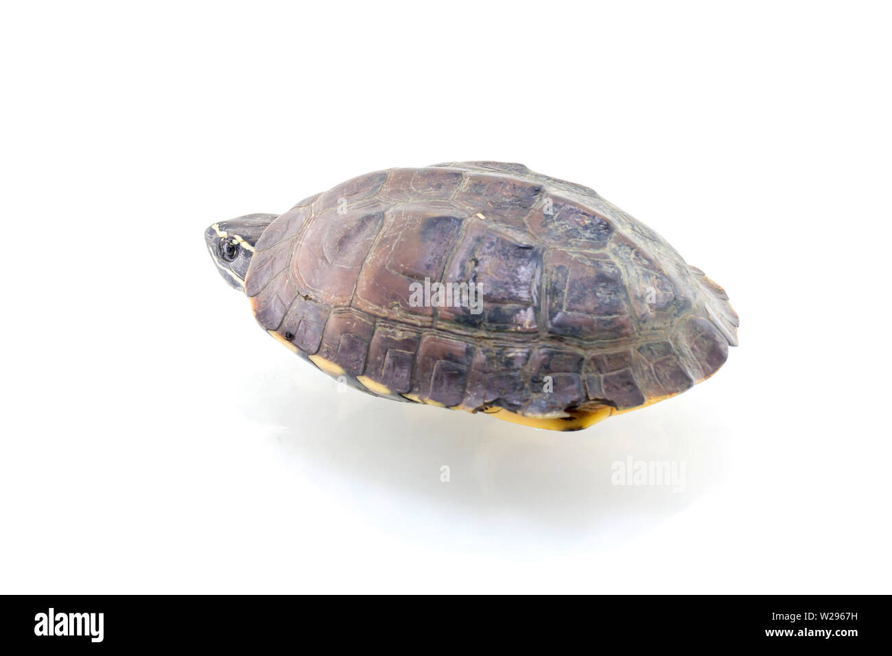 Turtle isolated on a white background Stock Photo - Alamy